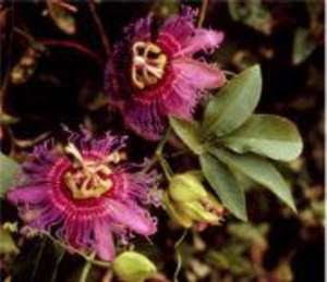 Angiospermas: Raiz,Caule e Folha